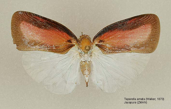 Papua Insects Foundation (Hemiptera/Auchenorrhyncha/leafhopper ...